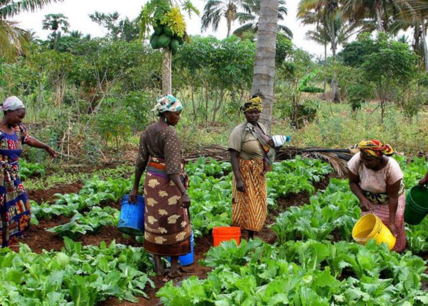 Nasarawa Female Farmers Demand Access to Agricultural Grants to Boost Production - AgroCentric ...