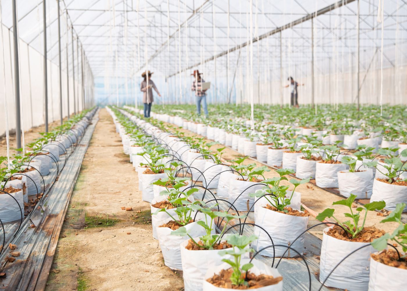 Step-By-Step Guide: How to Set Up a Greenhouse - AgroCentric | AgroCentric