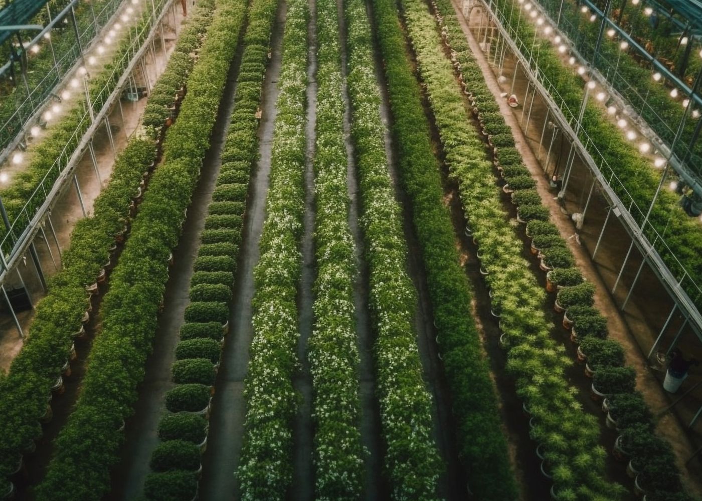 Why Should You Intercrop as a Sustainable Farming Solution ...