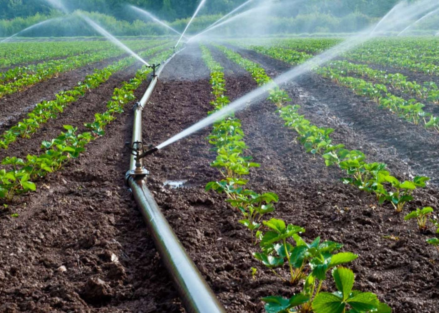 HJRBDA's New MD to Expand Irrigation, Rice Farming in Kano, Others ...