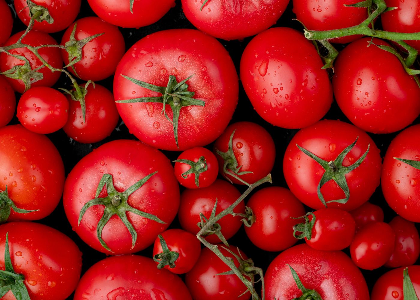 Tomato Farmers Alarmed as Tuta Absoluta Outbreak Returns - AgroCentric ...