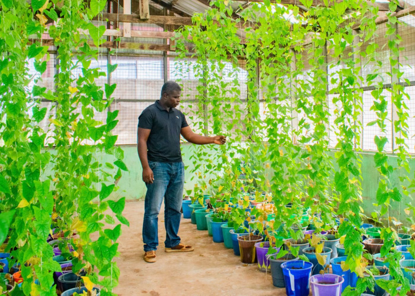 Umudike Launches Seed Innovation Forum for Vegetative Crop Growth ...
