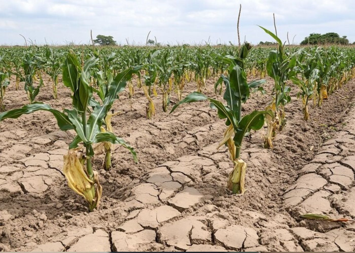 China Releases $194 Million for Farm Disaster Prevention - AgroCentric ...