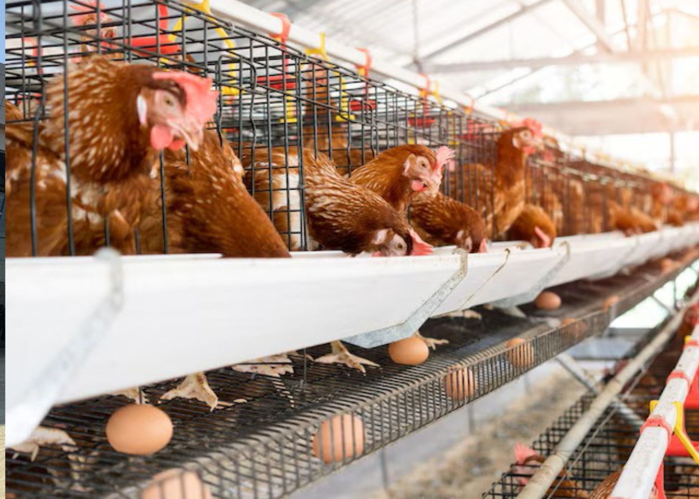 FG Begins Free 6-Month Poultry Training for Youths in Plateau ...