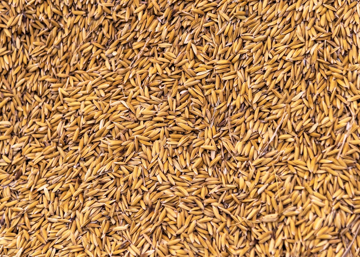 Nigerian Rice Prices Hit N54,000 as Border Villages Report Deadly Rice ...