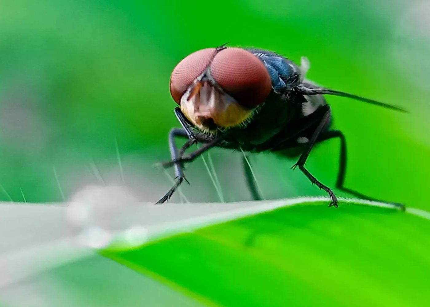 Screwworm: The Flesh-Eating Menace Threatening Global Livestock ...