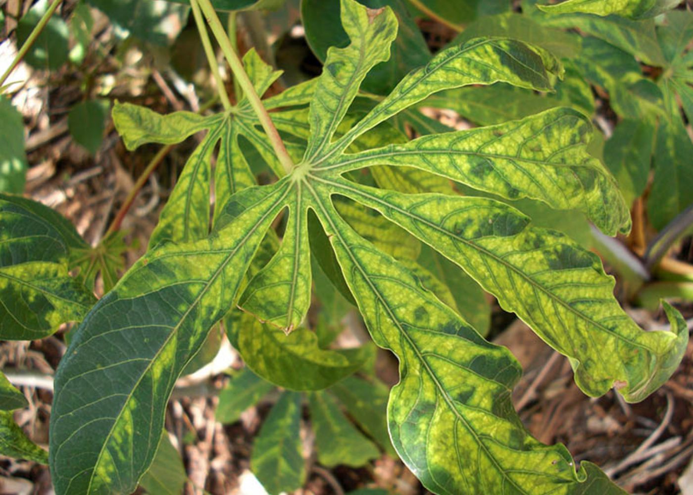 Researchers Find New Cassava Varieties To Resist Viral Disease ...