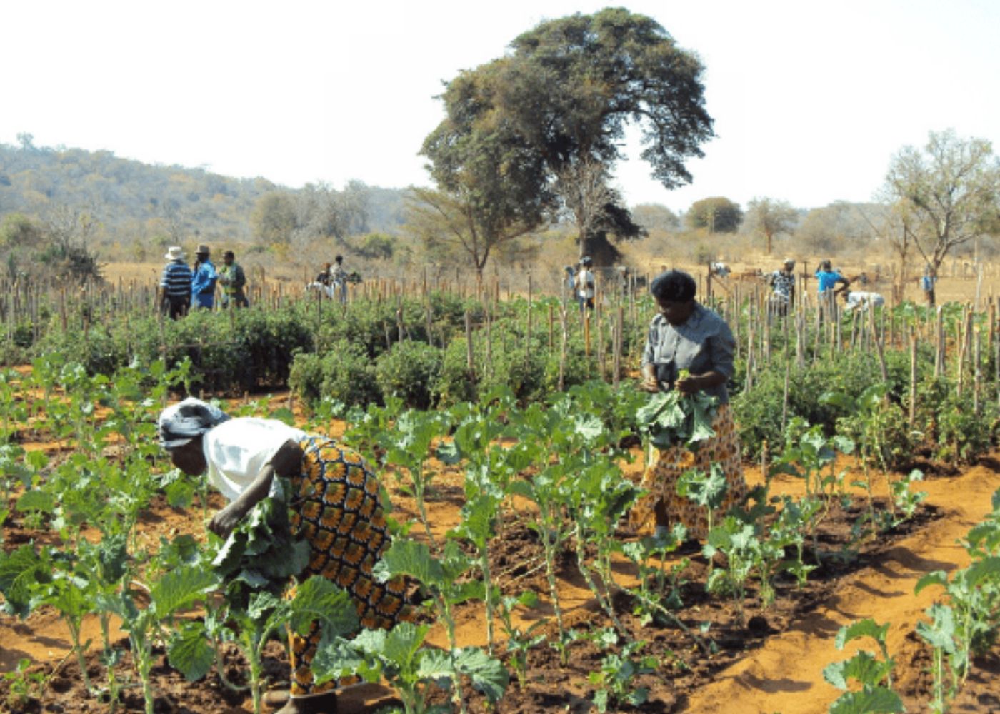 Zimbabwe Farmers to Benefit from Horticultural Economic Advancement Program - AgroCentric ...