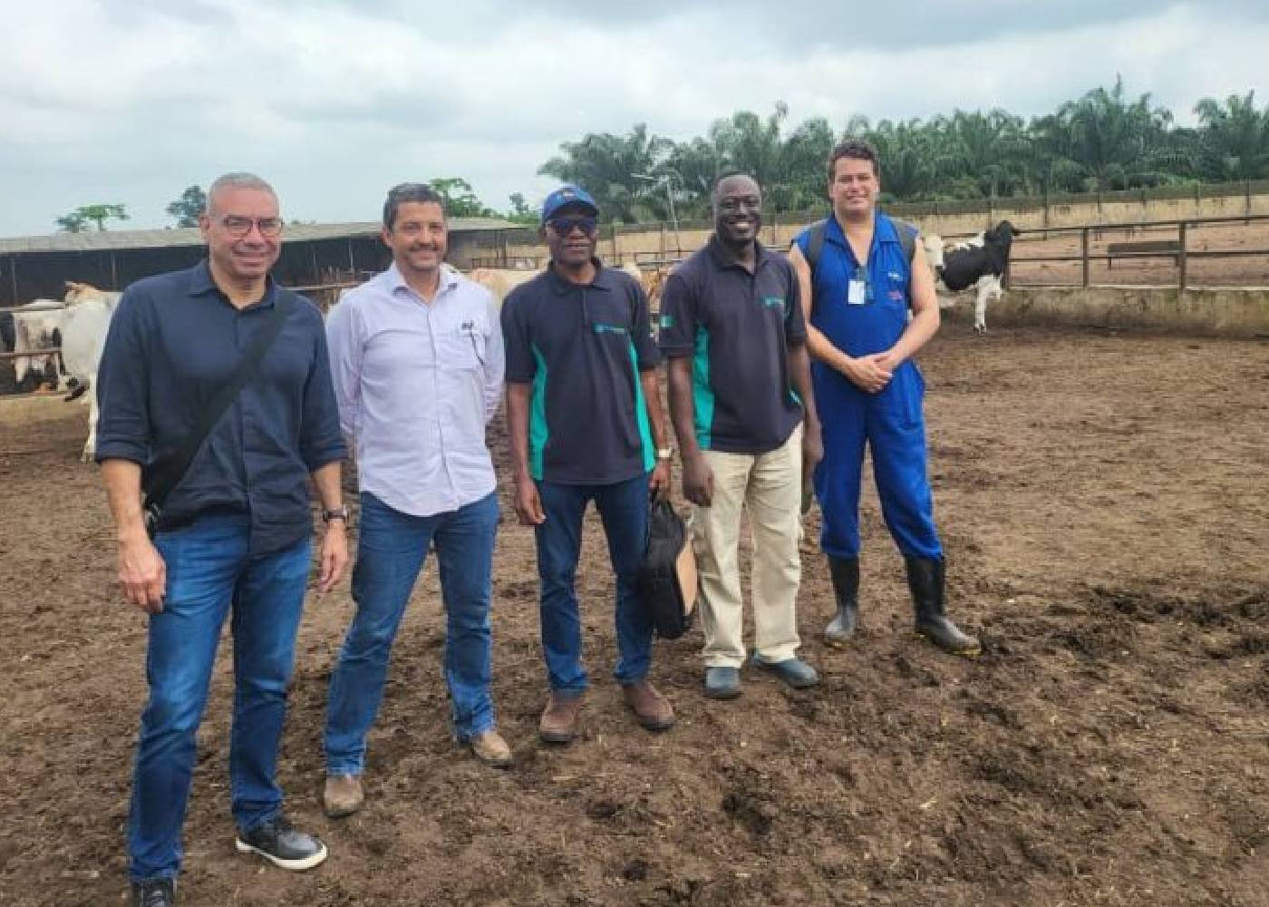 Nigeria Records First Successful Cattle Embryo Transfer - AgroCentric ...