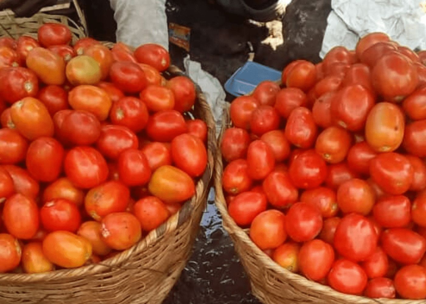 Tomato Prices Push Lagos Residents to Use Palm Kernel for Stew ...