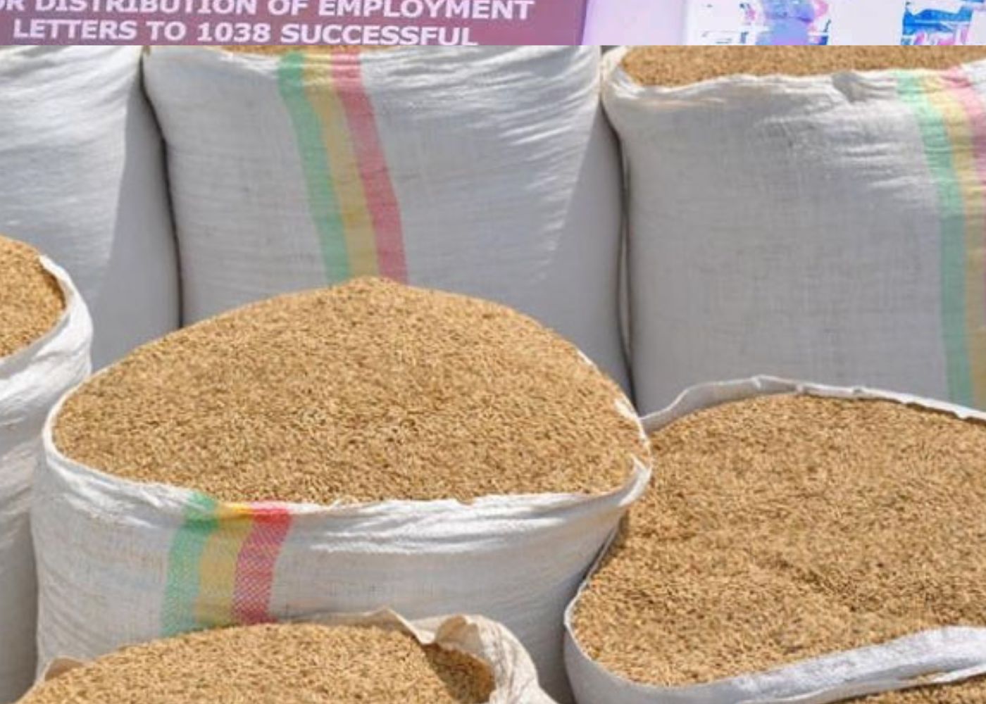 Abakaliki Rice Farmers Cry Out as Heavy Rainfall Threatens 2025 Harvest ...