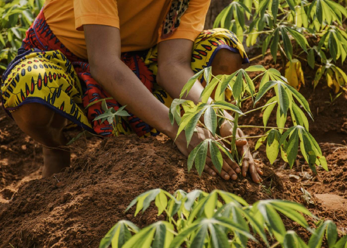 Ethiopia Rallies Millions to Plant Over 700 Million Trees in 24 Hours ...