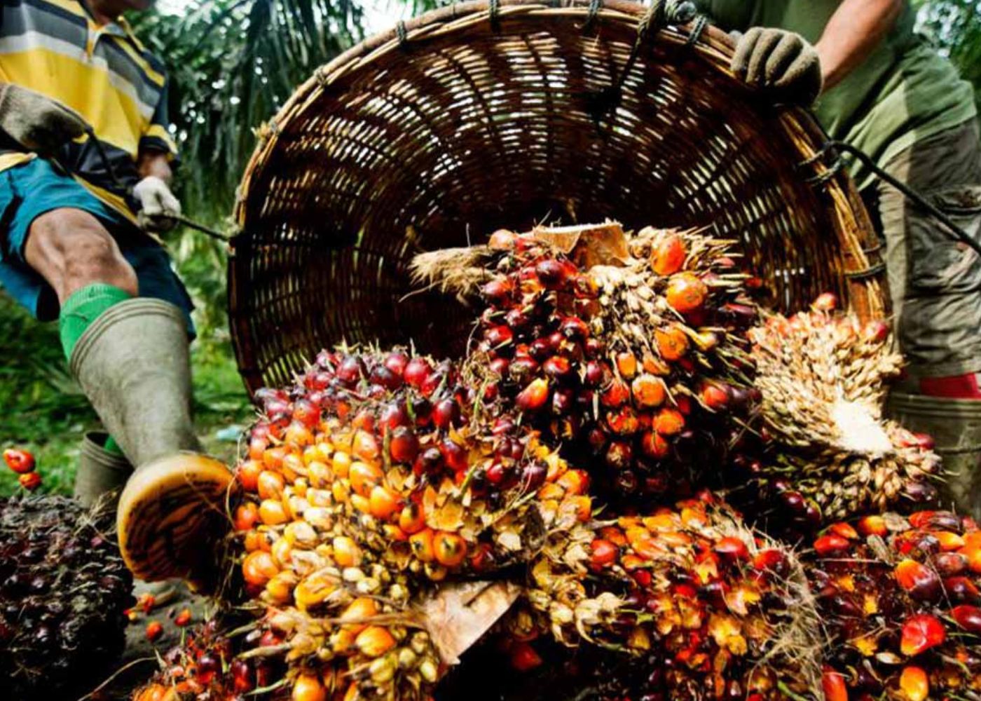 Nigeria’s Palm Oil Sector Sees Steady Growth, Faces Structural Hurdles ...
