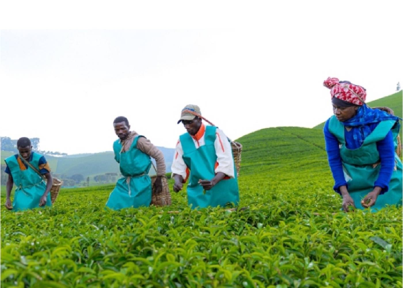 Rwanda’s Tea Farmers Use Local Weather Data to Boost Produces - AgroCentric | AgroCentric