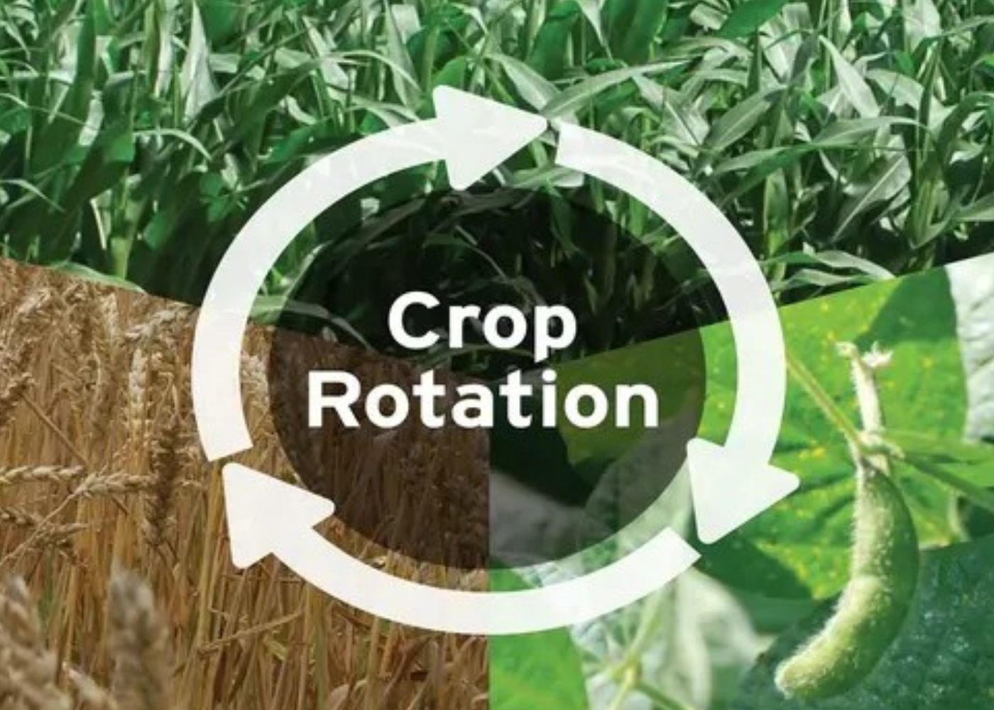 The African Approach: How to Use Crop Rotation to Improve Soil Health ...