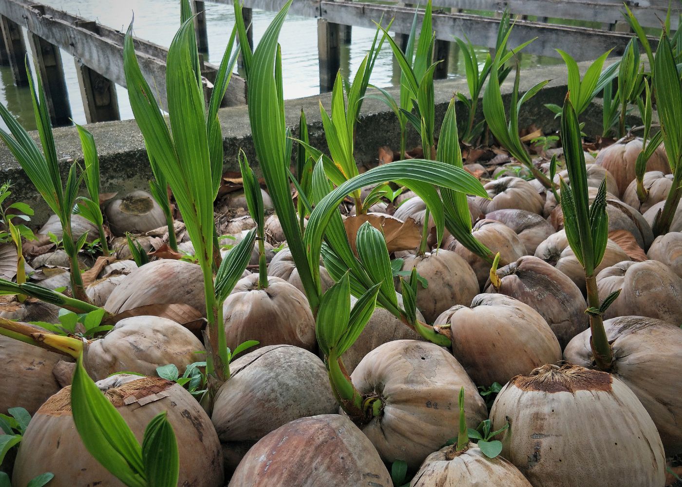 35,000 Coconut Seedlings Distributed in Ekumfi to Curb Erosion ...