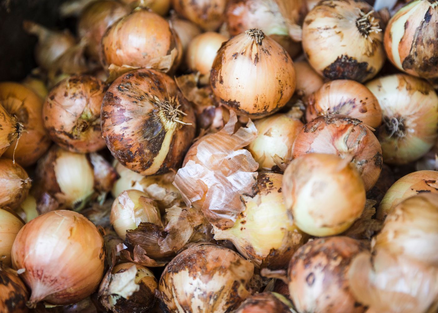 Jigawa Onion Farmers Lose ₦1 Billion To Fake Seeds - AgroCentric ...