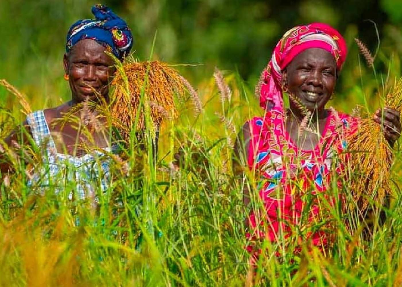 GAFSP, AfDB Partner on $200 Million Agro-Finance Fund to Strengthen ...