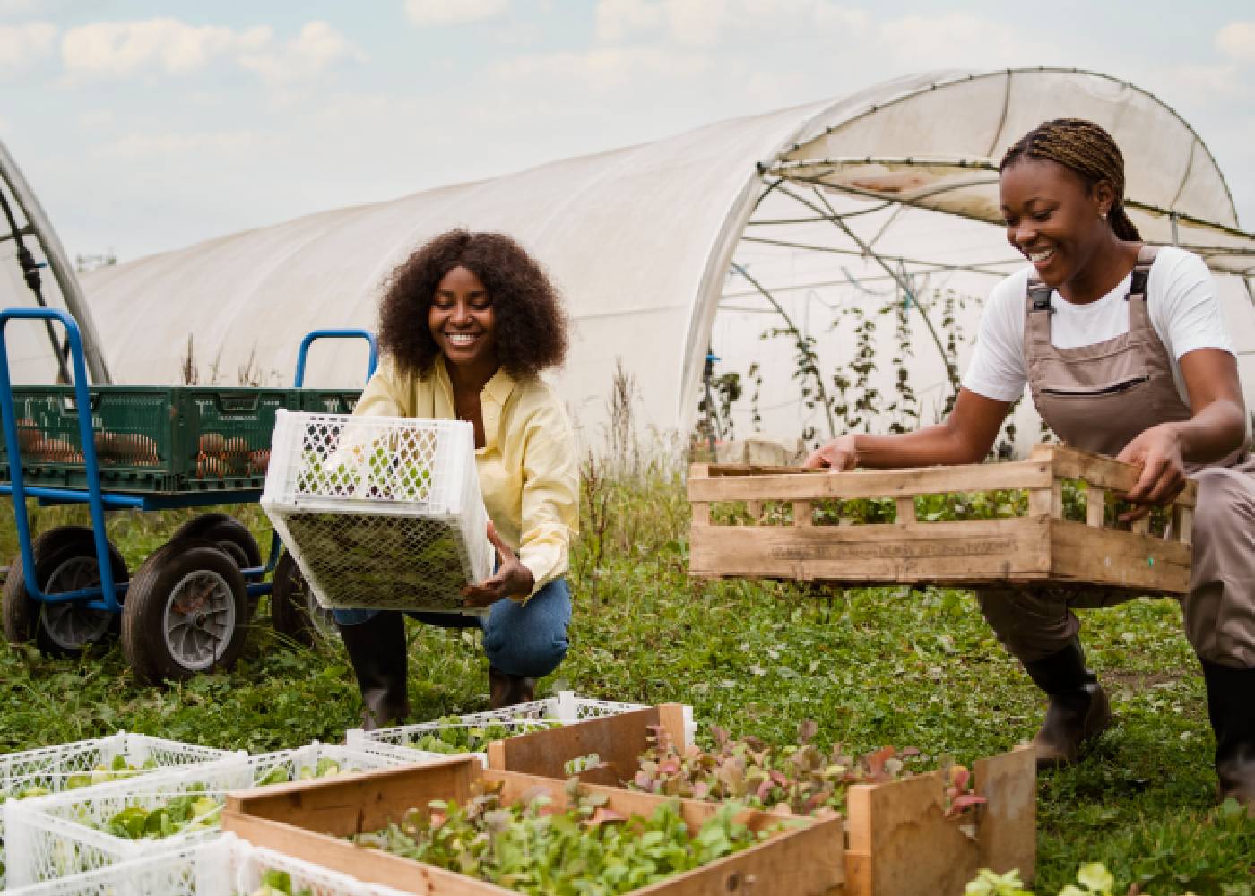 How Nigeria’s Diaspora Can Support Agricultural Extension Services - AgroCentric | AgroCentric