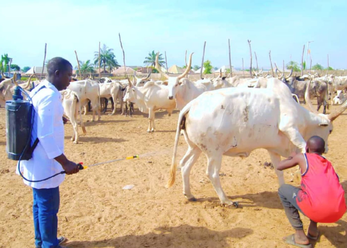 FG Intensifies Tsetse Fly Control to Protect Livestock in Taraba State ...