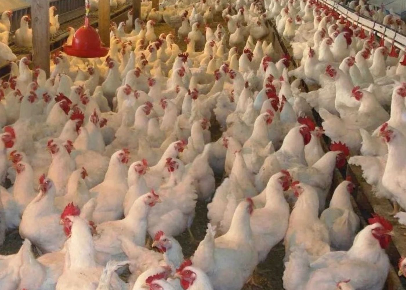 Over 200,000 Birds Vaccinated In Northern Ghana to Curb Deadly Poultry ...