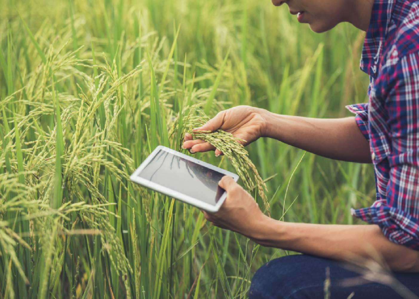 Rice Farming Techniques in Africa - AgroCentric | AgroCentric
