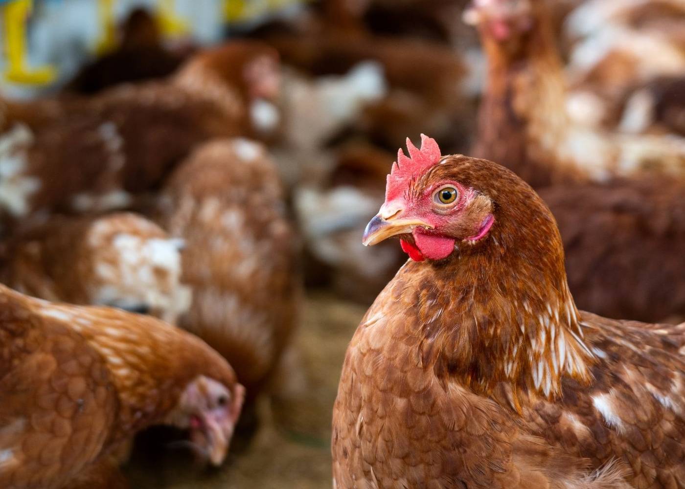 How to Start a Poultry Farm in 2026 and Prepare for Christmas Profit ...