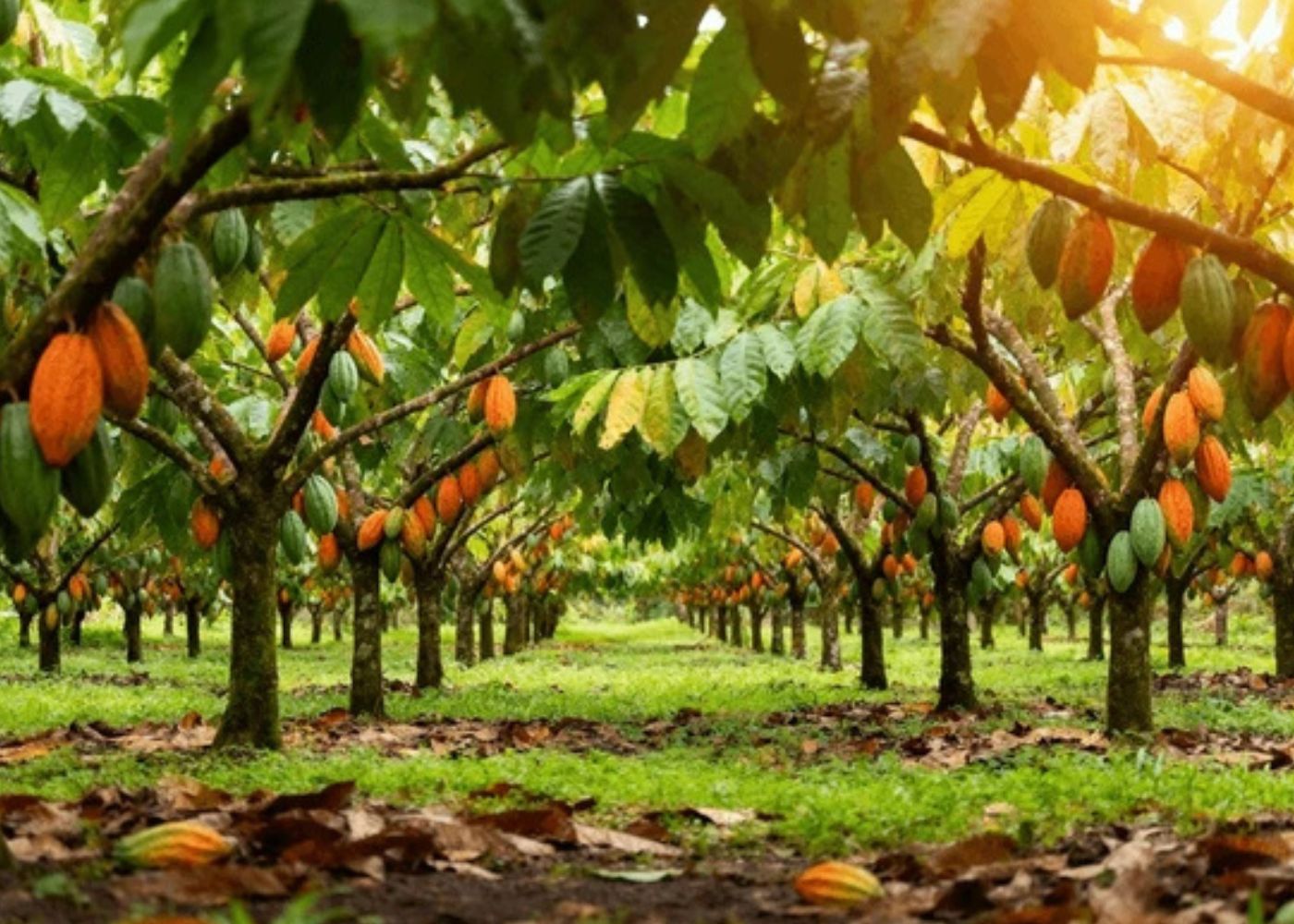 The Future of Cocoa: 3 Sustainable Models Increasing Yields and ...